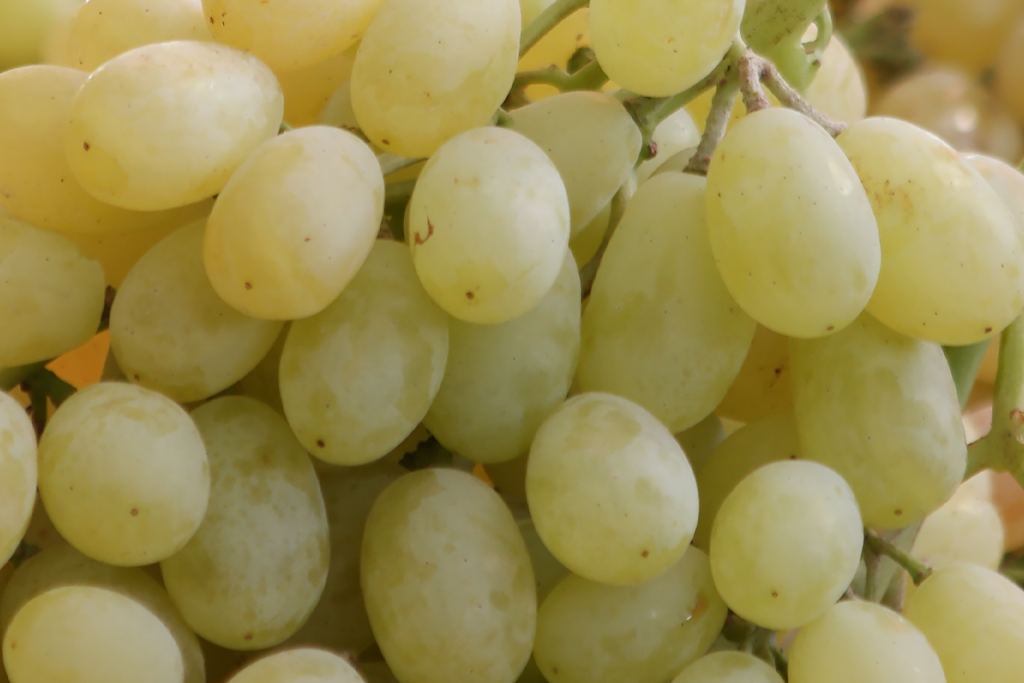 Sugar Crisp - Don Ciro - Uva de Mesa